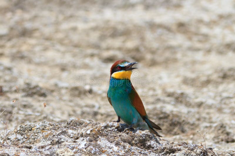 European bee eater stock image. Image of beak, predator - 23613313