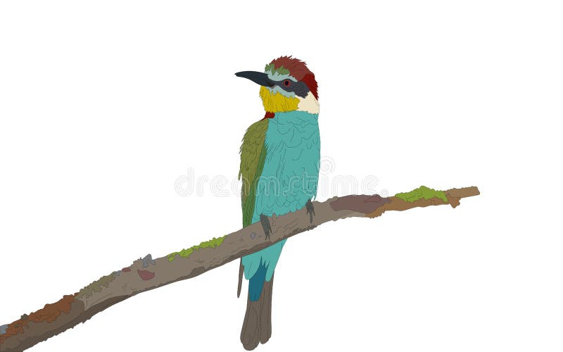 Bee Eater Vector Stock Illustrations – 314 Bee Eater Vector Stock ...