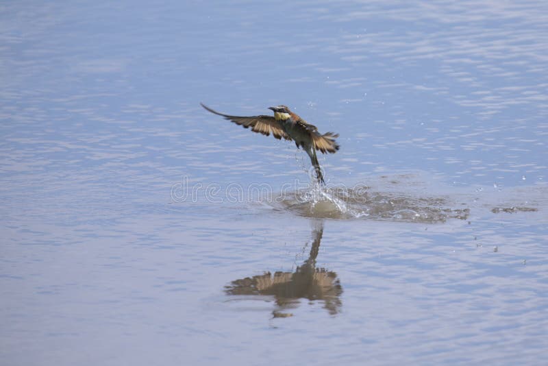 European Bee Eater Catching Insects on the Surface of a Pond Stock ...
