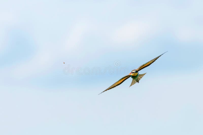 European Bee-Eater in Flight Merops Apiaster Stock Photo - Image of ...