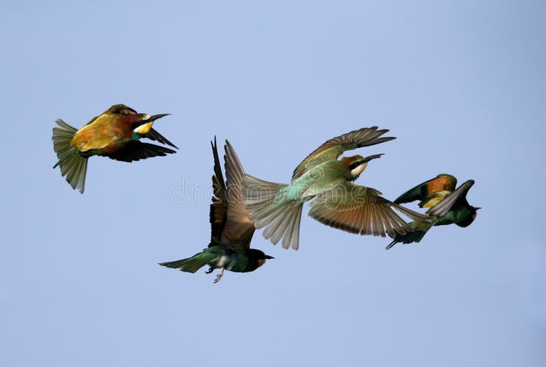 European bee-eater flying stock photo. Image of beak - 202014268