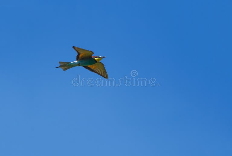 European bee-eater flying stock image. Image of wing - 65232021
