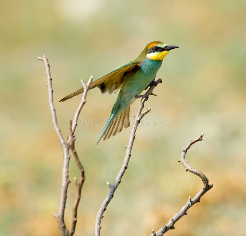 European Bee-eater (Merops Apiaster) Stock Image - Image of beautiful ...