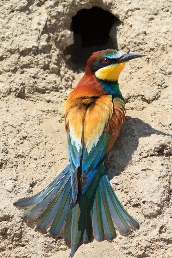European Bee Eater (Merops Apiaster) Stock Image - Image of multicolor ...