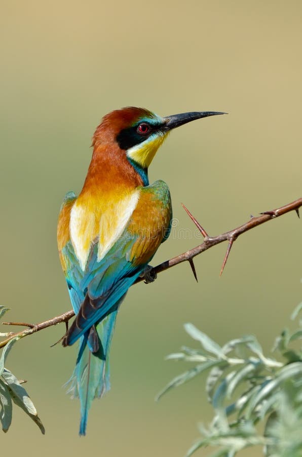 European Bee-eater (Merops Apiaster) Stock Photo - Image of merops ...