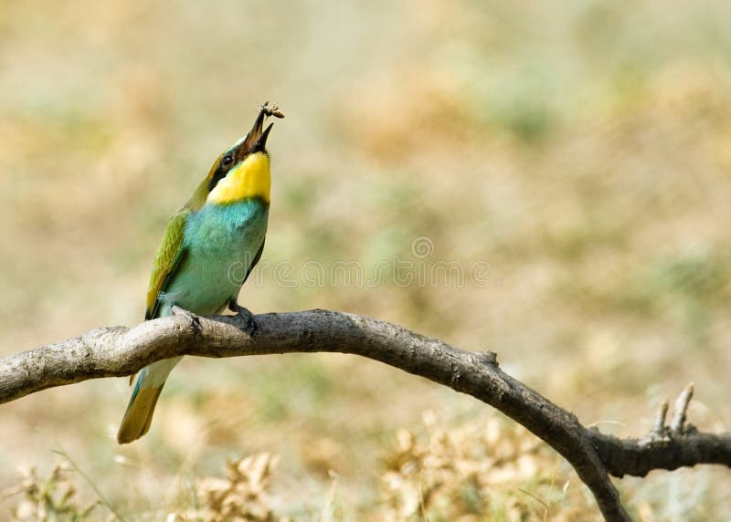 European Bee-eater (Merops Apiaster) Stock Photo - Image of shiny ...
