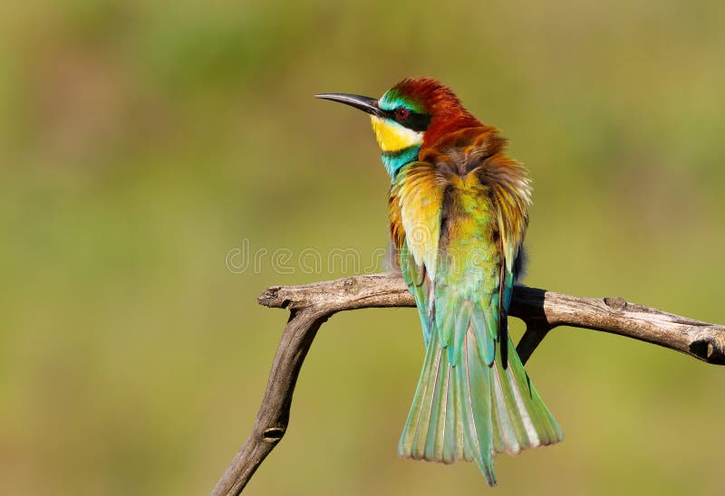 European Bee-eater, Merops Apiaster. a Bird Basking in the Morning Sun ...