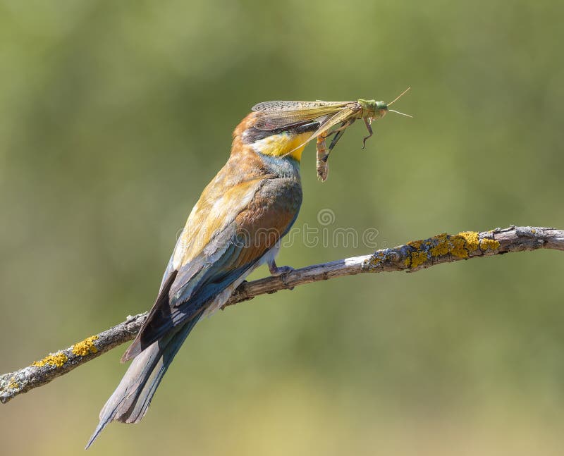 European Bee-eater, Merops Apiaster. the Bird Caught a Migratory Locust ...