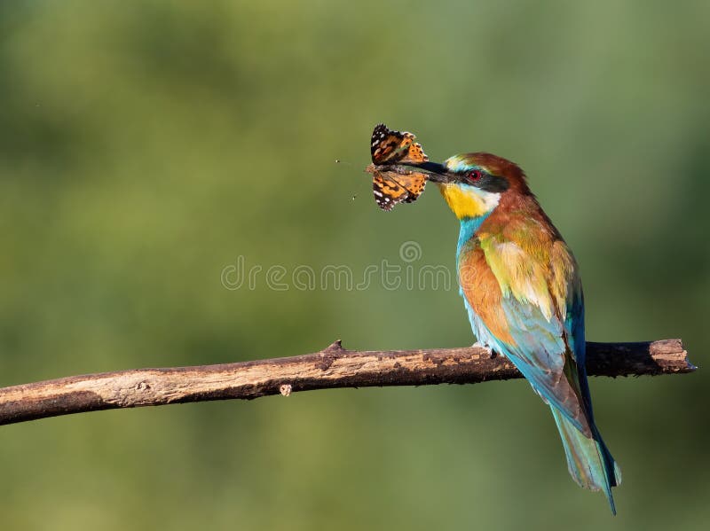 Butterfly Bee Coloring Page Stock Photos - Free & Royalty-Free Stock ...