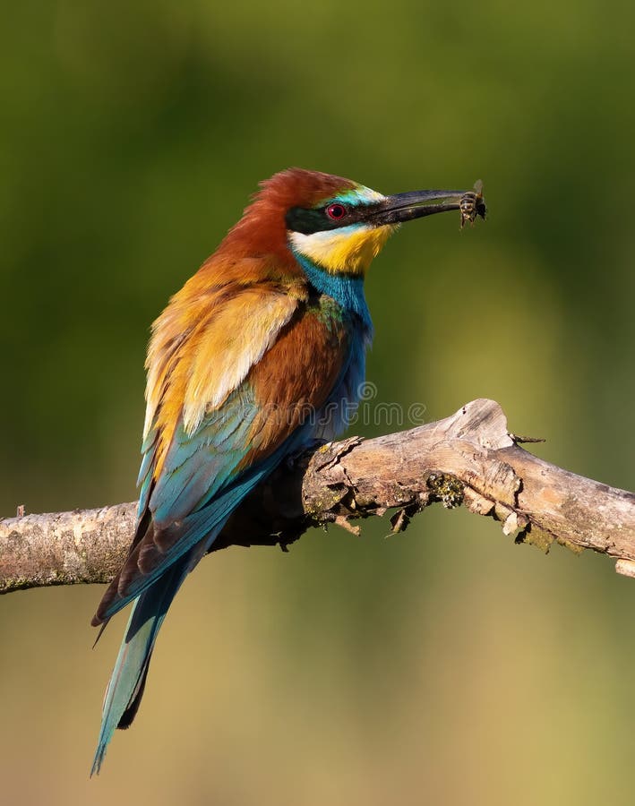 European Bee-eater, Merops Apiaster. a Bird Sits on a Branch with a ...
