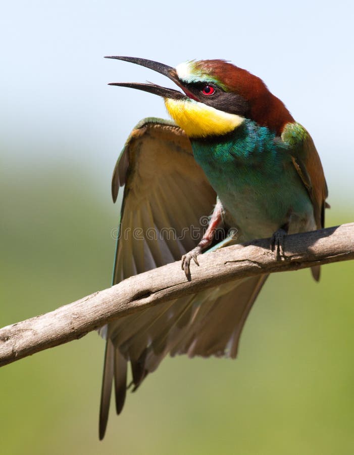 European Bee Eater, Merops Apiaster. a Bird Sits on a Branch Stock ...