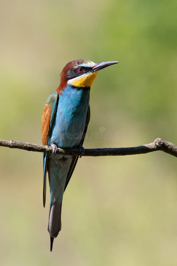 European Bee-eater, Merops Apiaster. a Bird Sitting on a Branch on a ...