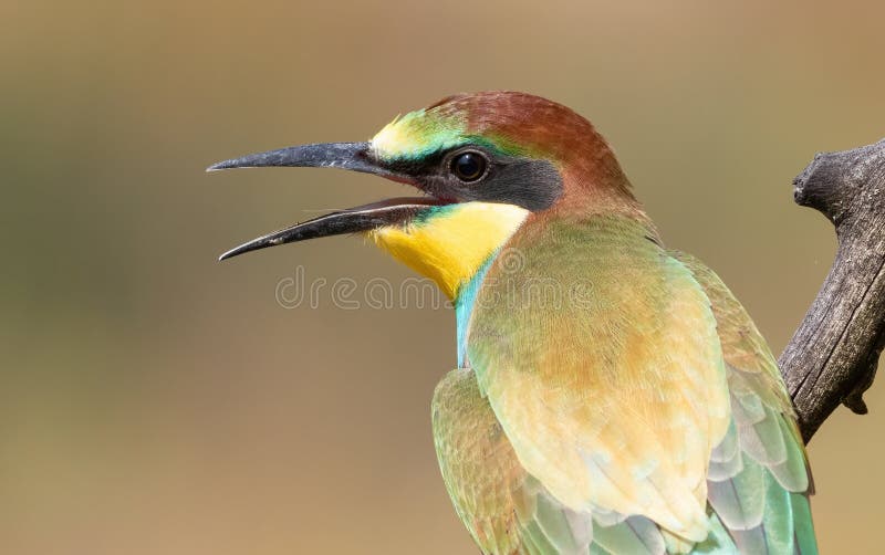 European Bee-eater, Merops Apiaster. Close-up of a Young Bird with Its ...