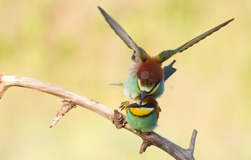 European Bee Eater, Merops Apiaster. Common Bee-eater Stock Image ...
