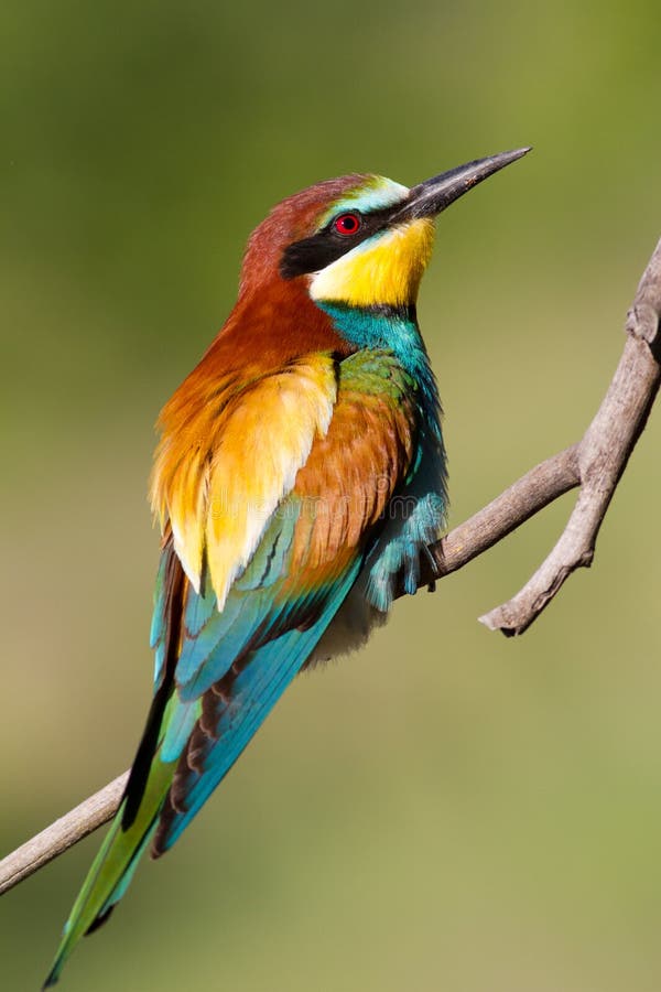 European Bee Eater, Merops Apiaster. Common Bee-eater. Close-up Stock ...