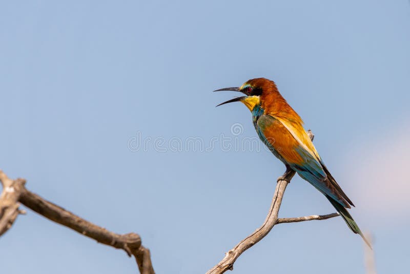 European Bee Eater, Merops Apiaster. Common Bee-eater Stock Photo ...