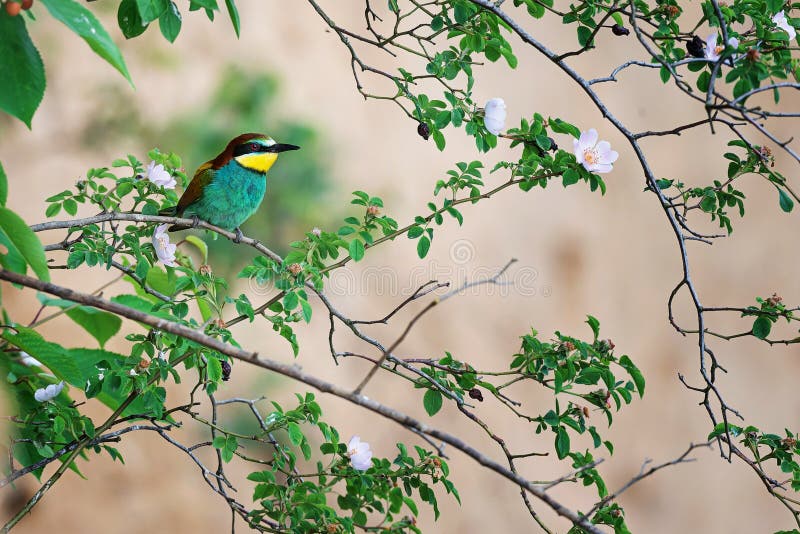 Jungle Animals Coloring Stock Photos - Free & Royalty-Free Stock Photos ...