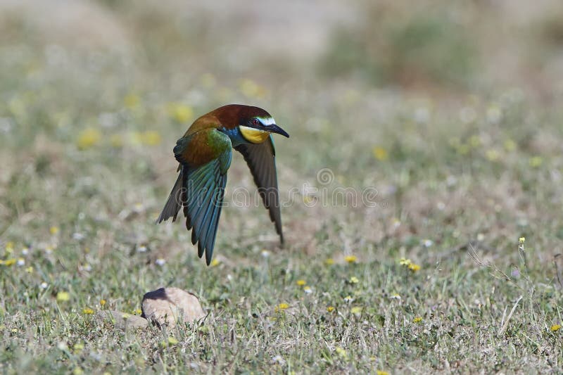 European Bee-eater Merops Apiaster Stock Photo - Image of nature ...