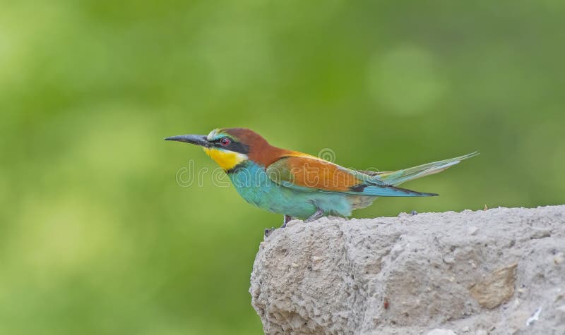 European Bee-eater (Merops Apiaster) Stock Photo - Image of merops ...