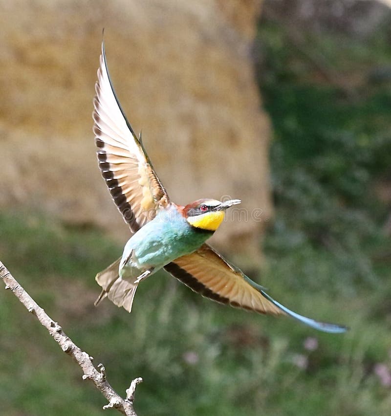 European Bee-eater Merops Apiaster Stock Image - Image of birds, blue ...