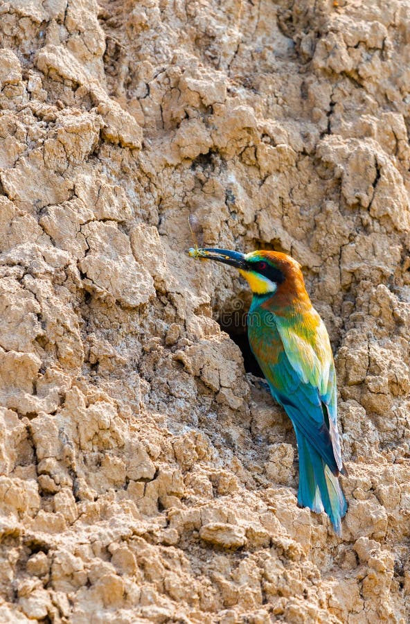 European Bee-eater or Merops Apiaster on Ground Near Hole Nest Stock ...