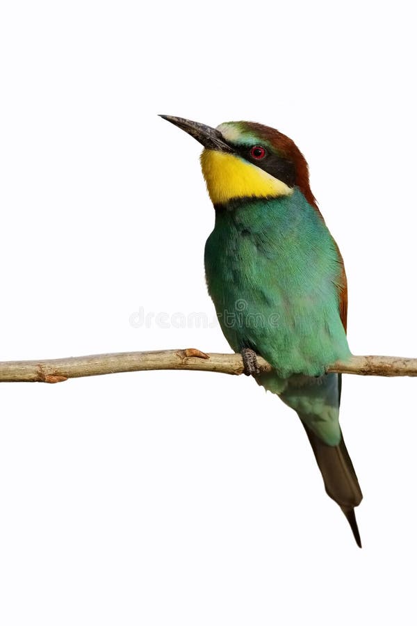 European Bee-eater (Merops Apiaster). Stock Photo - Image of caught ...