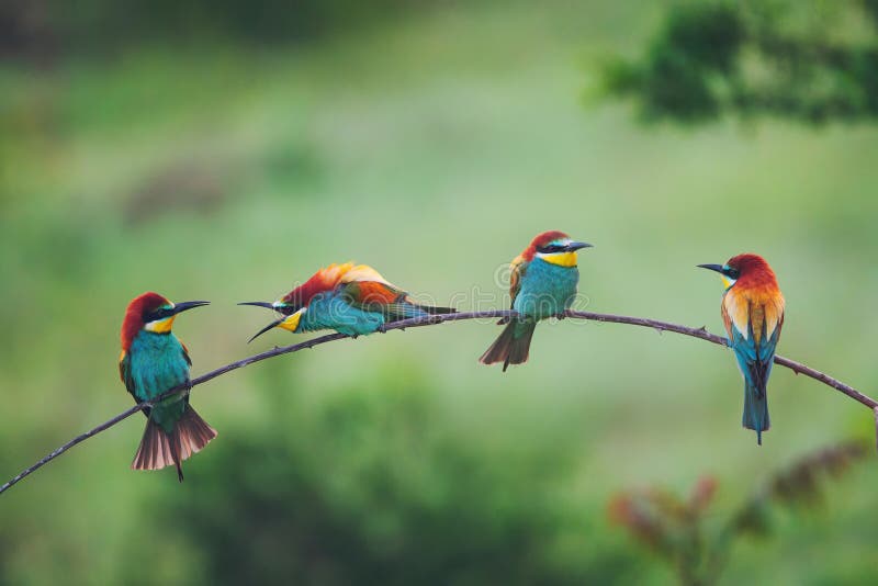 European Bee-eater (Merops Apiaster) in Natural Habitat Stock Image ...