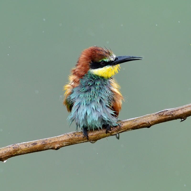 European Bee-eater (Merops Apiaster) in Natural Habitat Stock Photo ...