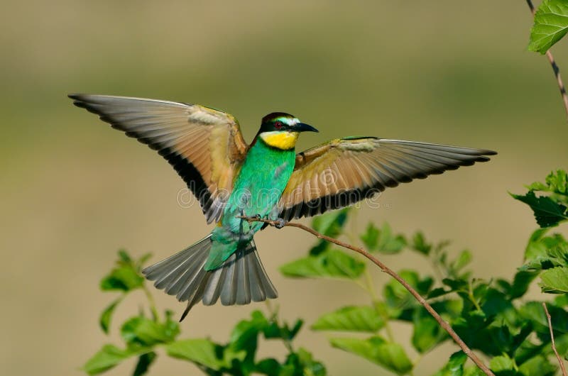 European Bee-eater (Merops Apiaster) Outdoor Stock Image - Image of ...
