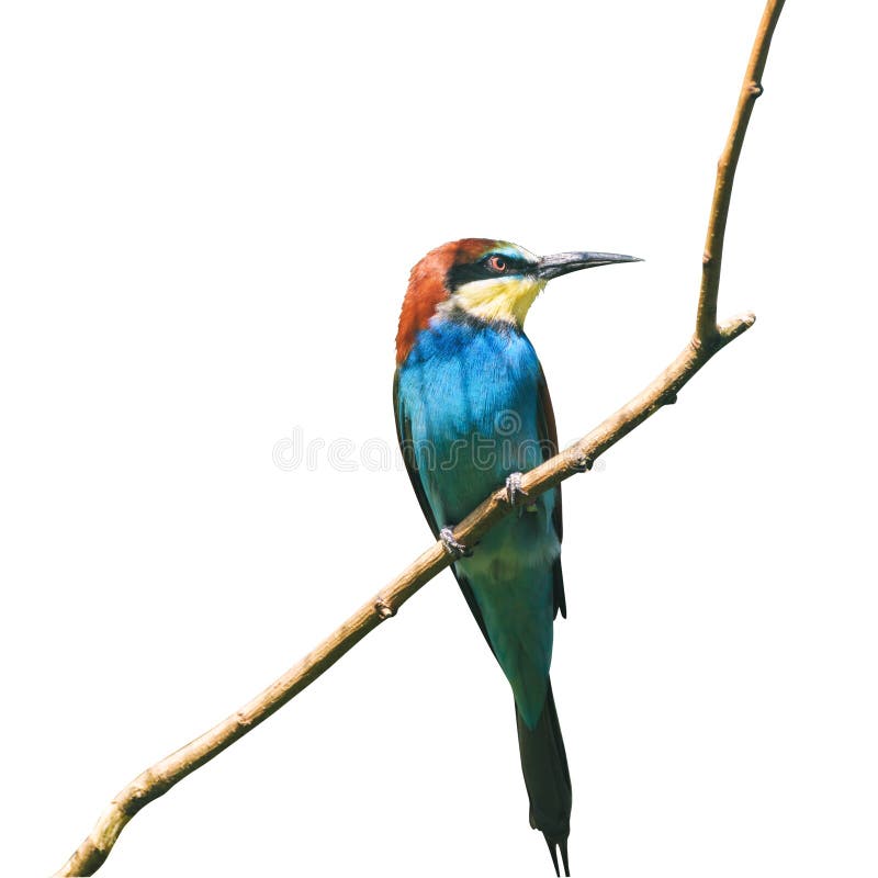 European Bee-eater, Merops Apiaster, a Richly Coloured, Slender Bird ...