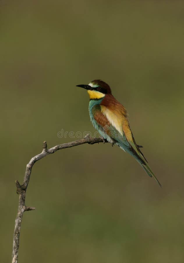European Bee-eater, Merops Apiaster Stock Image - Image of animal, bird ...