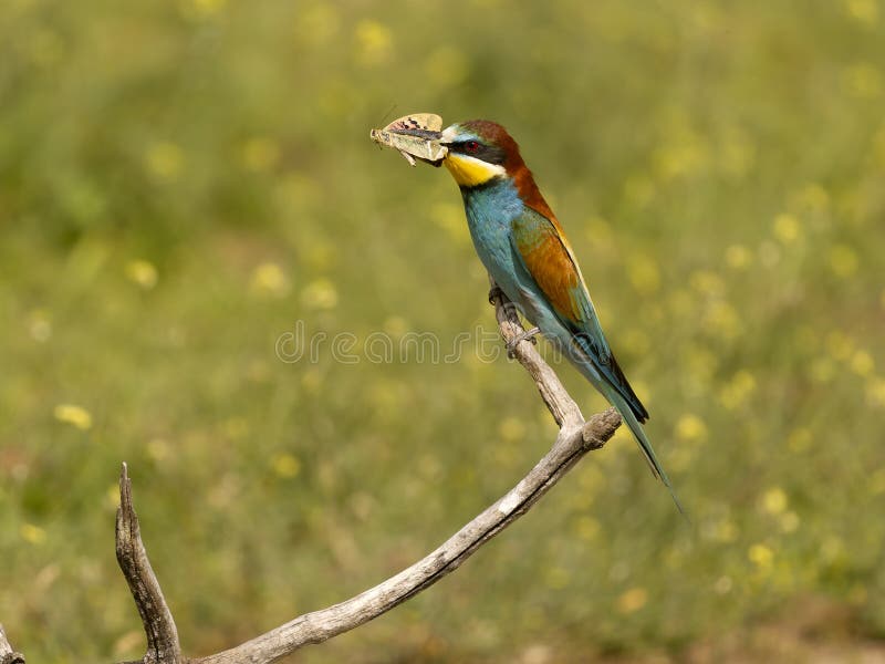 European Bee-eater, Merops Apiaster Stock Photo - Image of apiaster ...