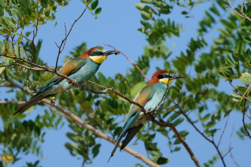 European Bee Eater (Merops Apiaster) Stock Photo - Image of birds, knob ...