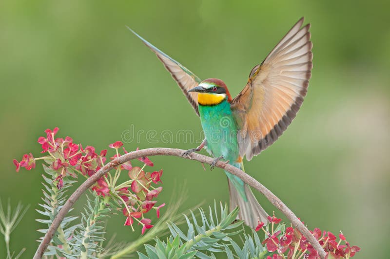 European Bee-eater, Merops Apiaster, with Wings Spread. Green ...