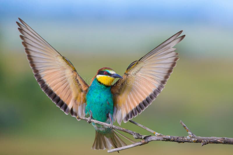 Carmine Bee-eaters stock image. Image of bird, nature - 7077141