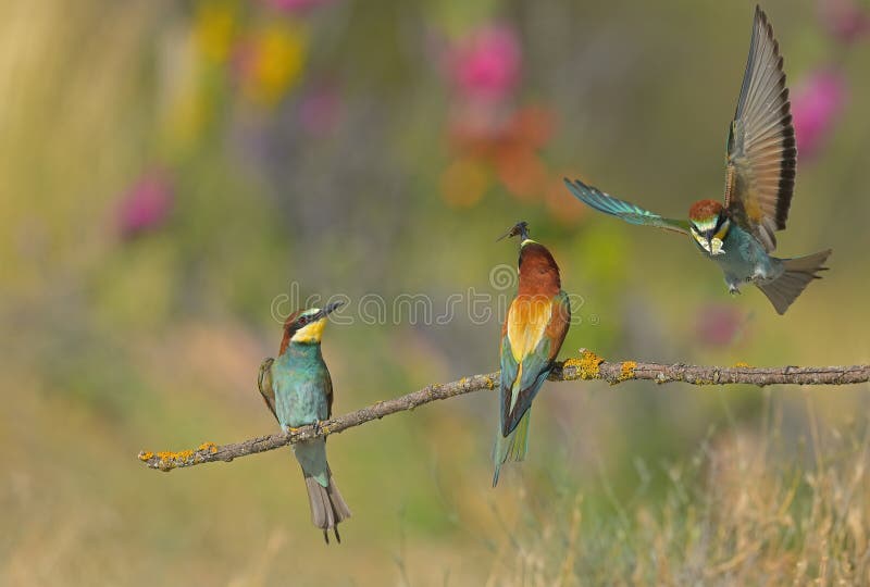 European Bee-eaters Eat Insects on the Branches Stock Photo - Image of ...