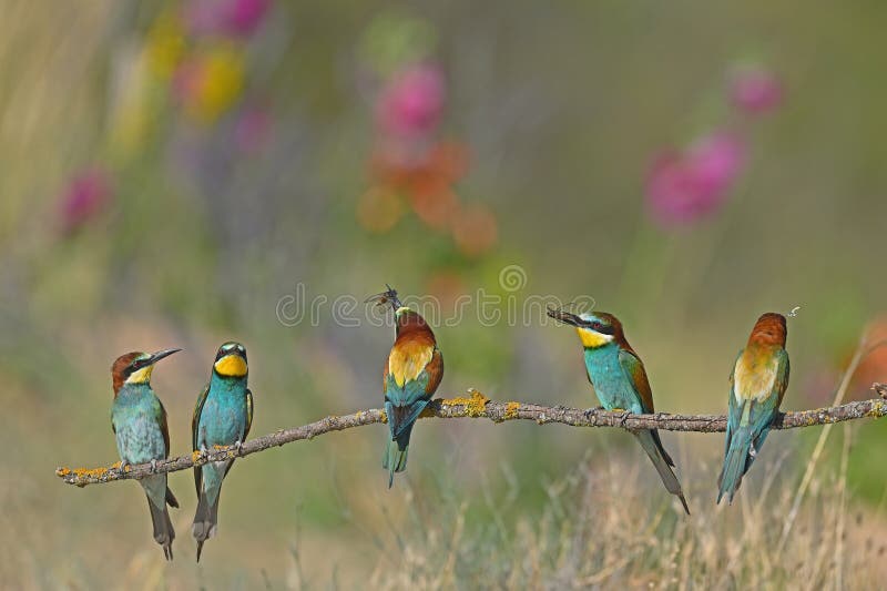 European Bee-eaters Eat Insects on the Branches Stock Image - Image of ...