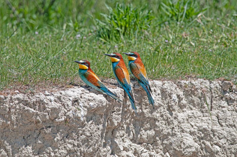 European Bee-eaters, Merops Apiaster in Nesting Habitat Stock Image ...