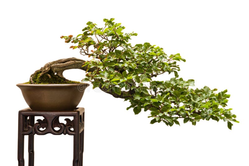 Beech bonsai stock image. Image of ceramic, tree, green - 3569457