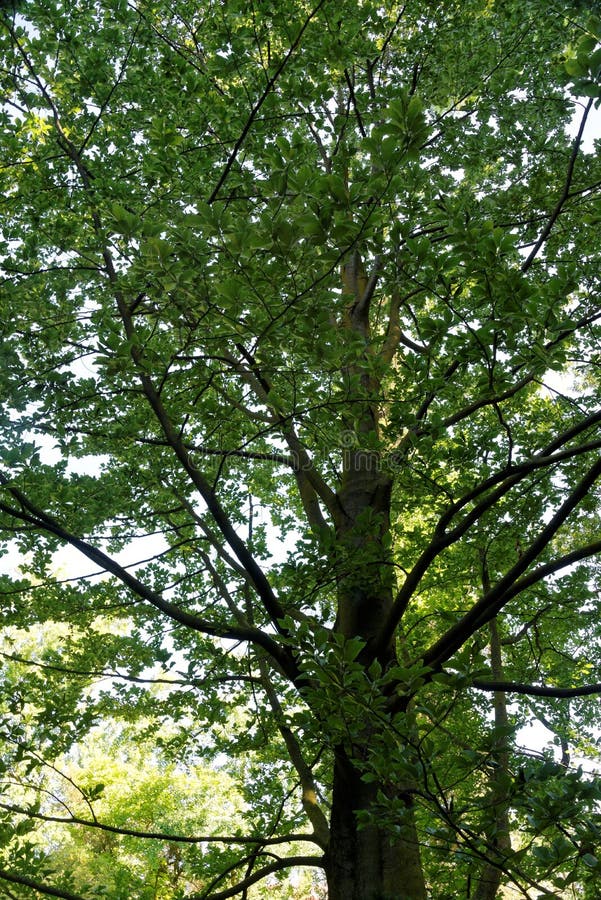 European beech stock image. Image of botany, beech, garden - 124894217