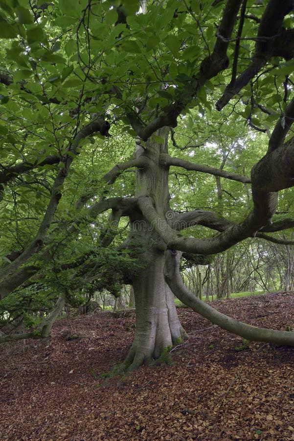 European Beech stock photo. Image of woods, gloucestershire - 73989530