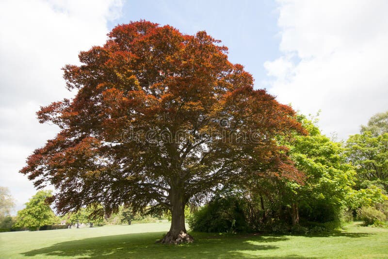 A European Beech Tree the Botanical Name Fagus Sylvatica Stock Image ...