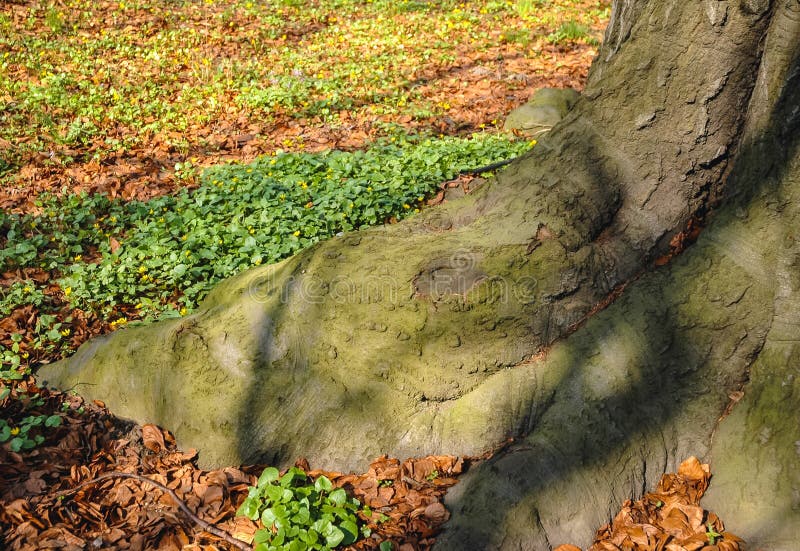 European beech tree stock photo. Image of leaf, tree - 118141128