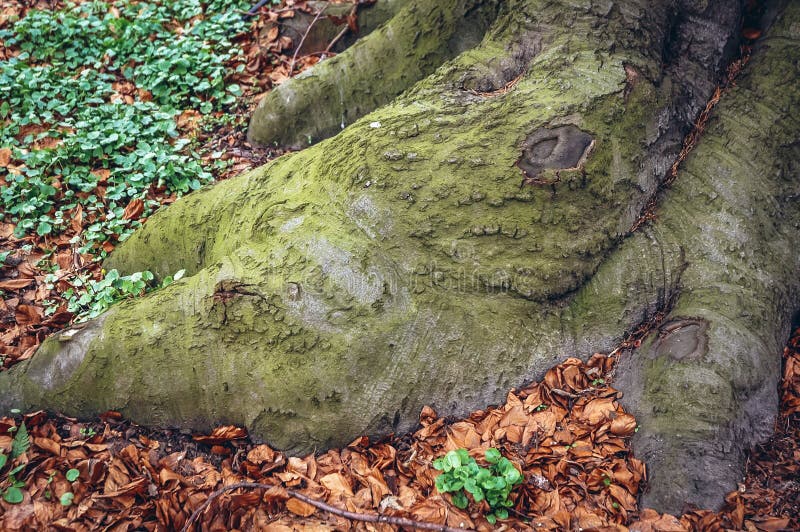 European beech tree stock photo. Image of sylvatica - 145091124