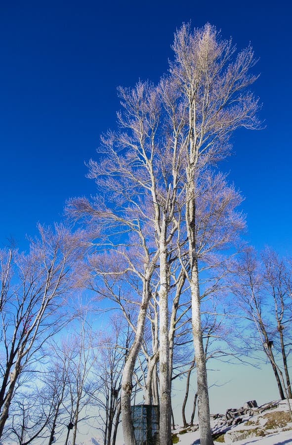 European Beech Tree in Winter Stock Photo - Image of country, january ...