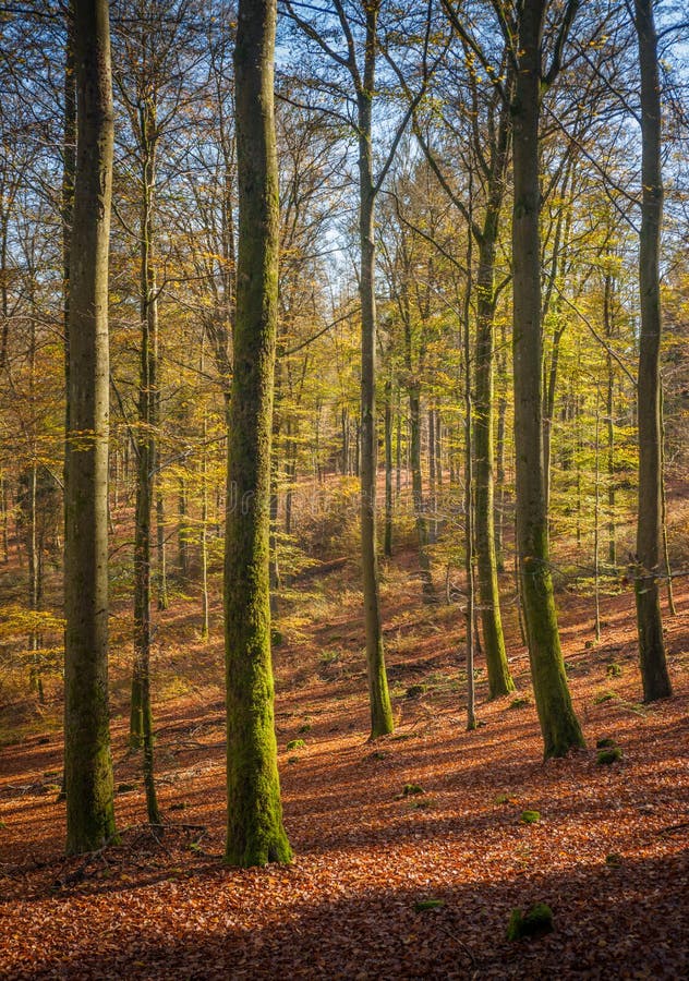 European Beech Trees stock image. Image of open, forestry - 178601347