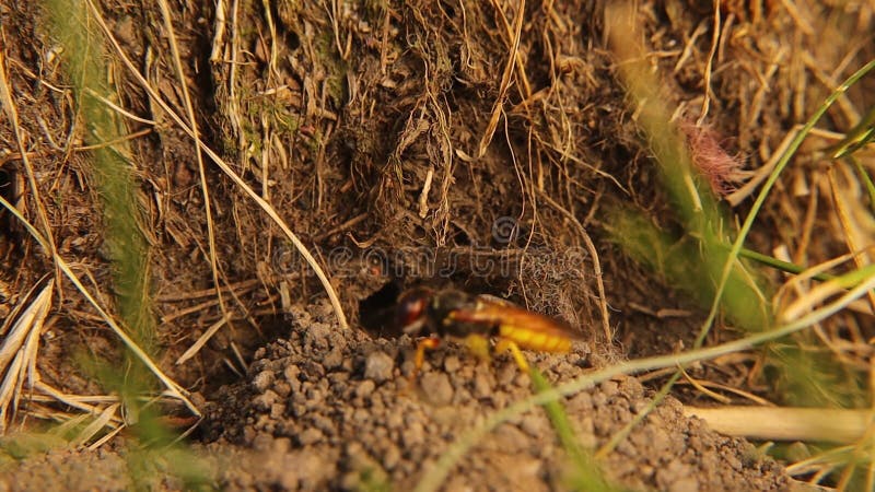 European Beewolf (Philanthus Triangulum). Also Called Bee-wolf, Bee ...
