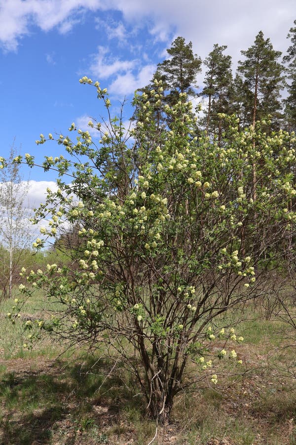European Bird Cherry Tree Blooming in Spring Forest Under Blue Sky ...