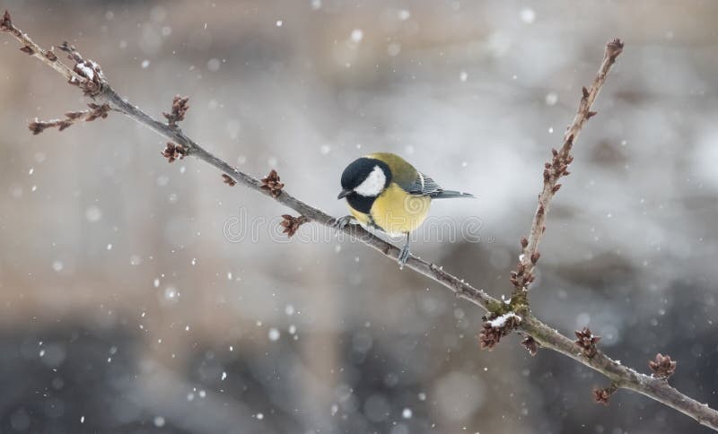 European Bird Titmouse on a Tree Branch Stock Image - Image of winter ...