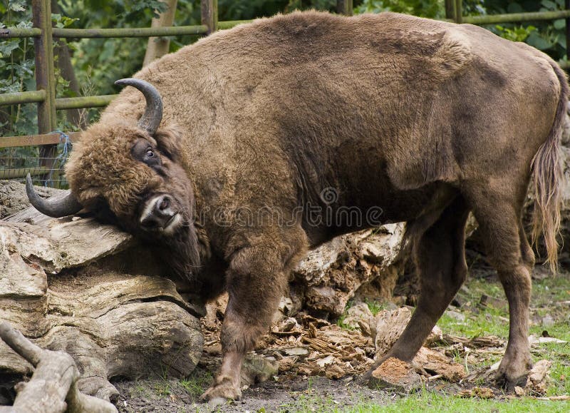 European Bison stock photo. Image of cattle, profile, animal - 3360638